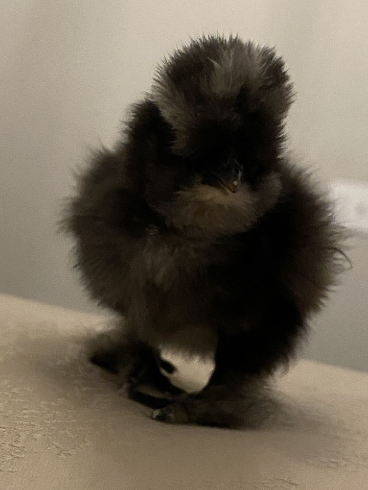 6 Show Quality Silkie Chicken Fertile Hatching Eggs,all Colors,Bearded ...