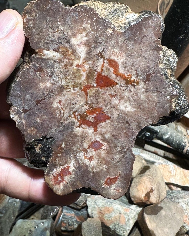 Agatized Utah Barite nodule slab | eBay