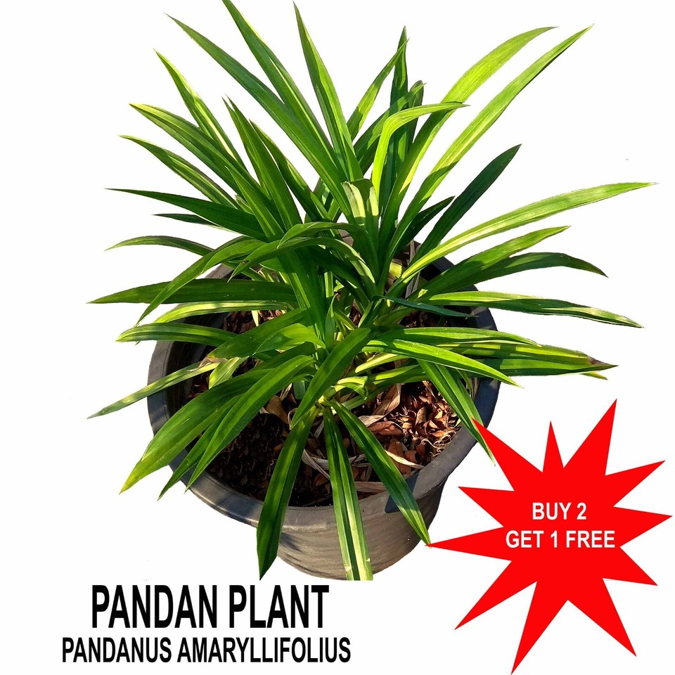 Pandan Plant / Pandanus Amaryllifolius / Pulao Plant / 1 mother stem (7 ...