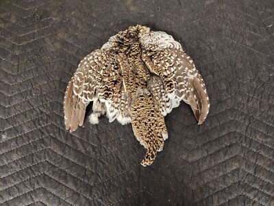 Sharp-tail Grouse Skin Wings Feathers Fly Tying Materials Hackle ...