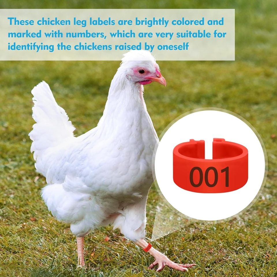 100 Pcs 16mm Plastic Chicken Leg Bands, Color-Coded Leg Bands for ...