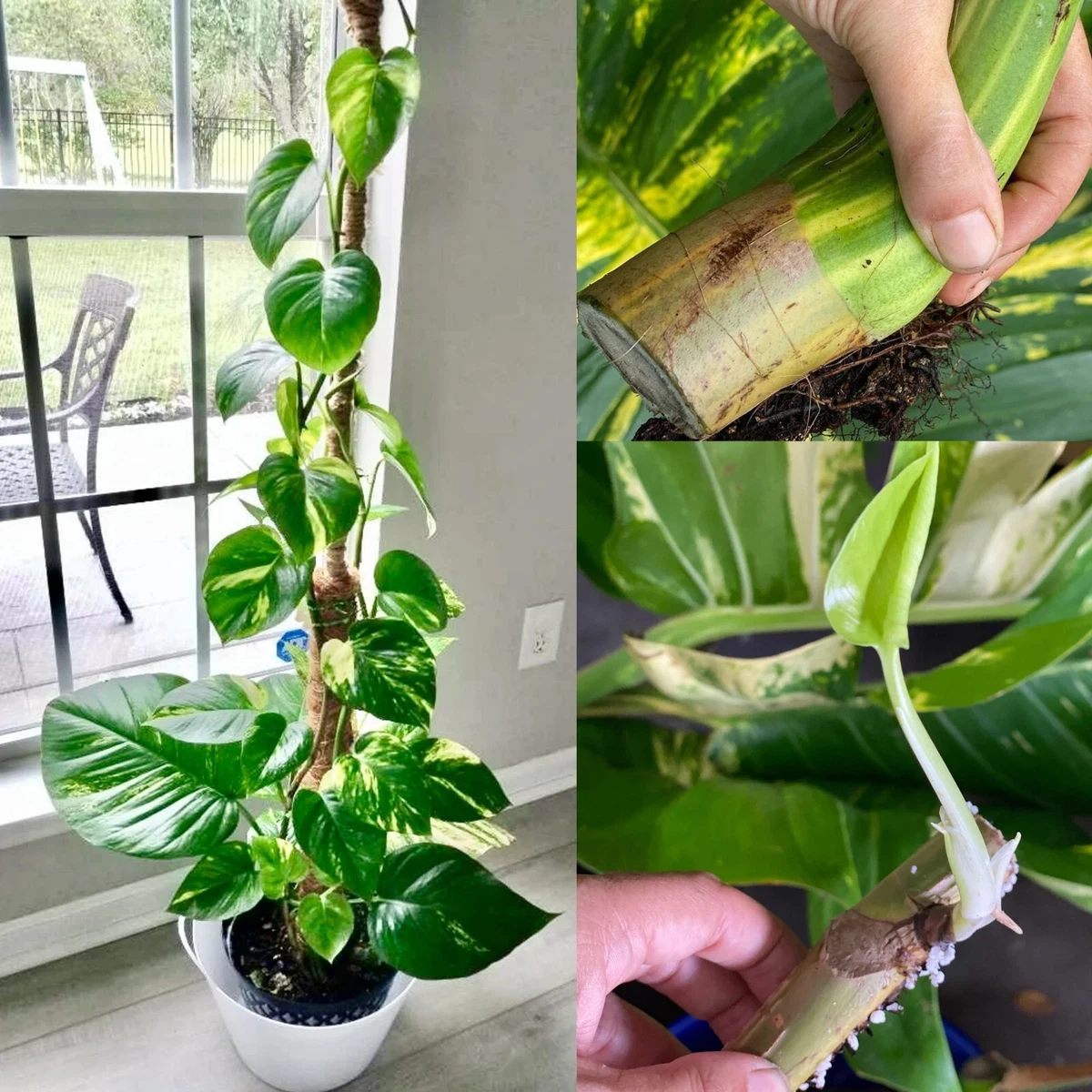 Growing Pothos Yards Plant On Glass