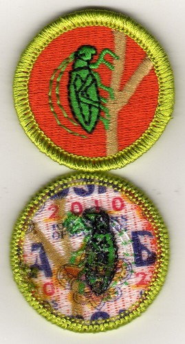 Insect Study Merit Badge, Type K, "BSA 2010" Back (2010-12), Mint! | eBay
