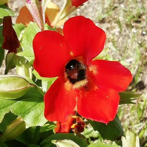 50 Red Mimulus Flower Seed-Mimulus Hybridus-Monkey Flower-Angel Tiger ...