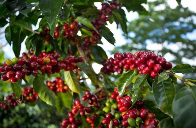 5 lbs. Costa Rica SHB Tarrazu La Pastora Light Fresh Roast Coffee Beans ...