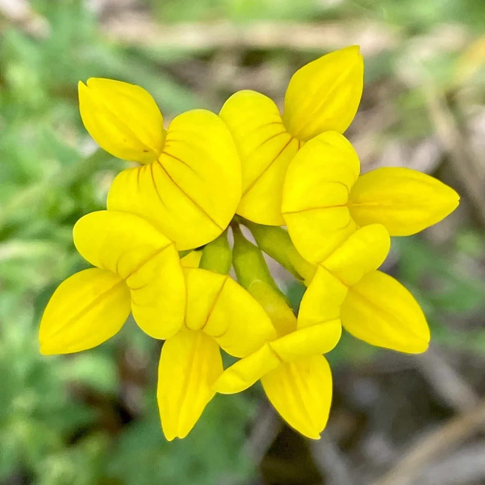 Bird’s-foot trefoil Lotus corniculatus 3320 seeds +FREE REUSABLE PLANT ...