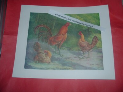 OLD ENGLISH GAME FOWL.... GINGERS TRIO.. BOOK PRINT OF HERBERT ATKINSON ...