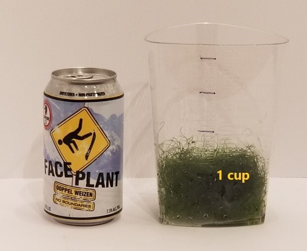 Live Macro Algae Starter Pack 1 cup of Chaeto and 1 Piece of Red ...