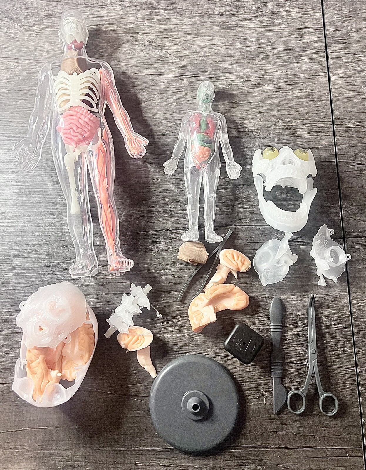 Smart Lab Toys Squishy Human Body lot mostly complete 834509000540 ...