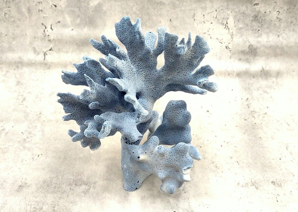 Blue Ridge Coral Cluster Heliopora Coerulea (1 coral 5-6+ inches) Blue ...