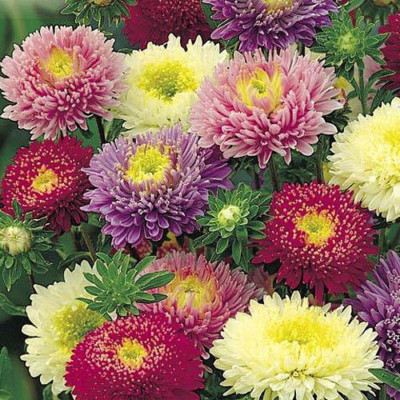 250+ Powder Puff Aster Seeds - Rainbow Mix - Chrysanthemum - Fresh Cut ...