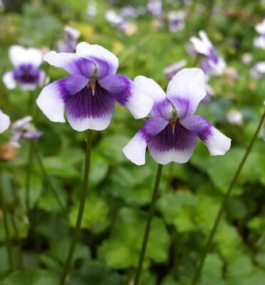 NATIVE VIOLET x1 plant Not WA TAS NT Evergreen Ground Cover Viola ...
