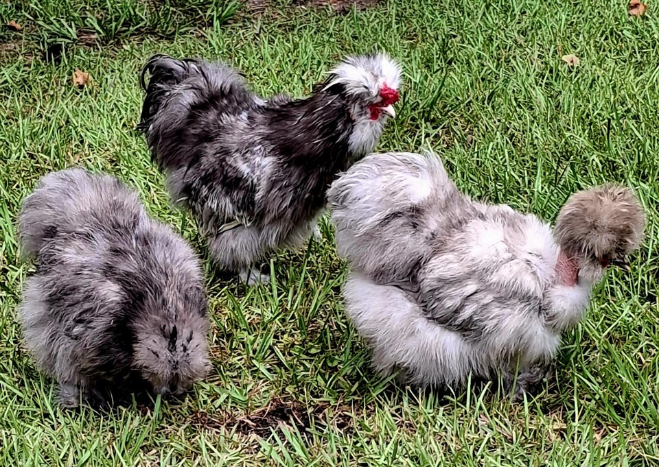 6 Beautiful Blue MOTTLED/ Splash Silkie/Satin Hatching Eggs *NPIP & AI ...