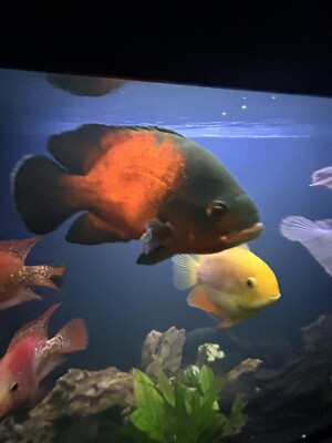 LIVE COPPER RED OSCAR | eBay