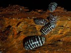 Armadillidium Isopods for sale | eBay