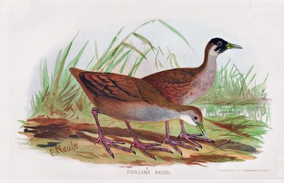 Brown crake Zapornia akool Vogel oiseaux Vögel birds bird Lithographie ...