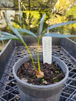CYCAS SEXSEMINIFERA - Dwarf cycad from Asia. | eBay Australia