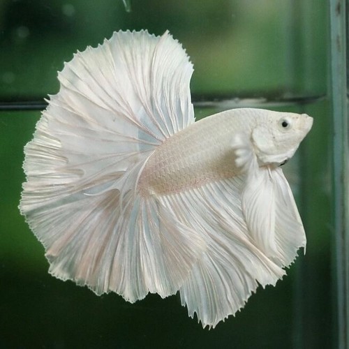 (White) Live Betta Halfmoon Plakat Fish Halfmoon (Male) Siamese ...