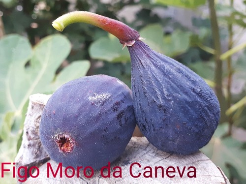 Figo Moro Da Caneva 1 fig cutting, excellent variety | eBay