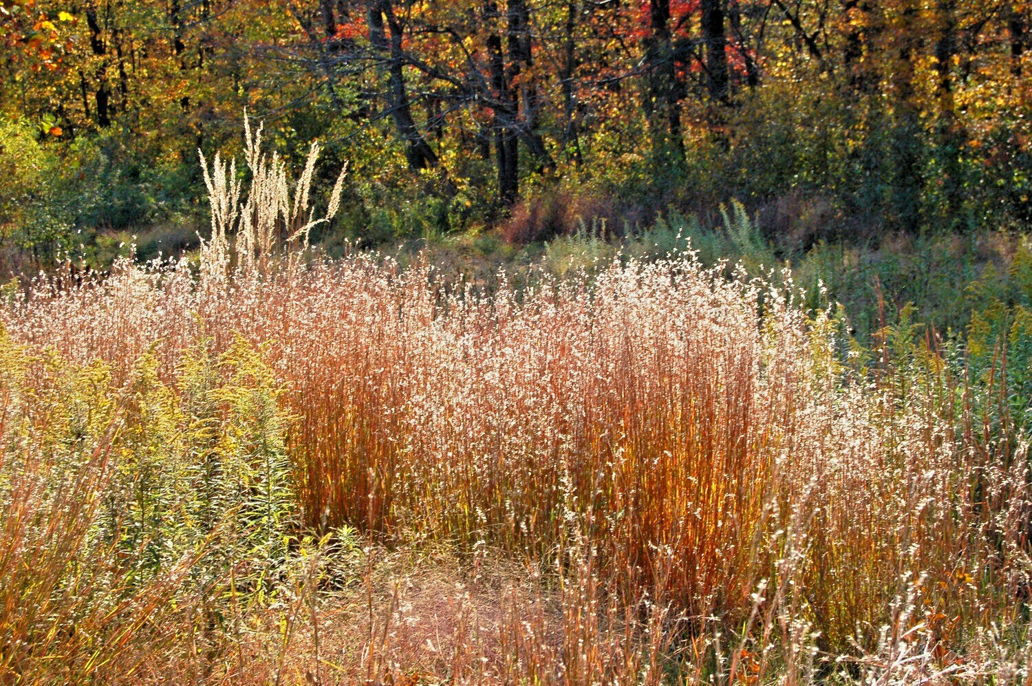 501+ LITTLE BLUESTEM Seeds Native Prairie Grass Ornamental Perennial ...