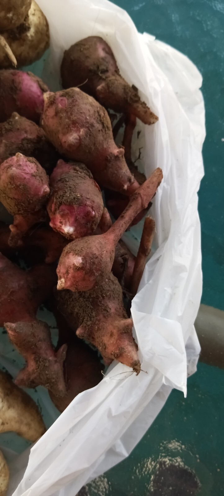 Red Mammoth Organic Sunchoke / Jerusalem Artichoke - Helianthus ...