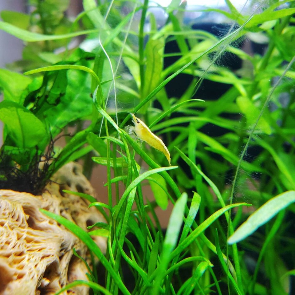 Buy2Get1Free Micro Sword Lilaeopsis Novaezelandiae Bundle Live Aquarium ...