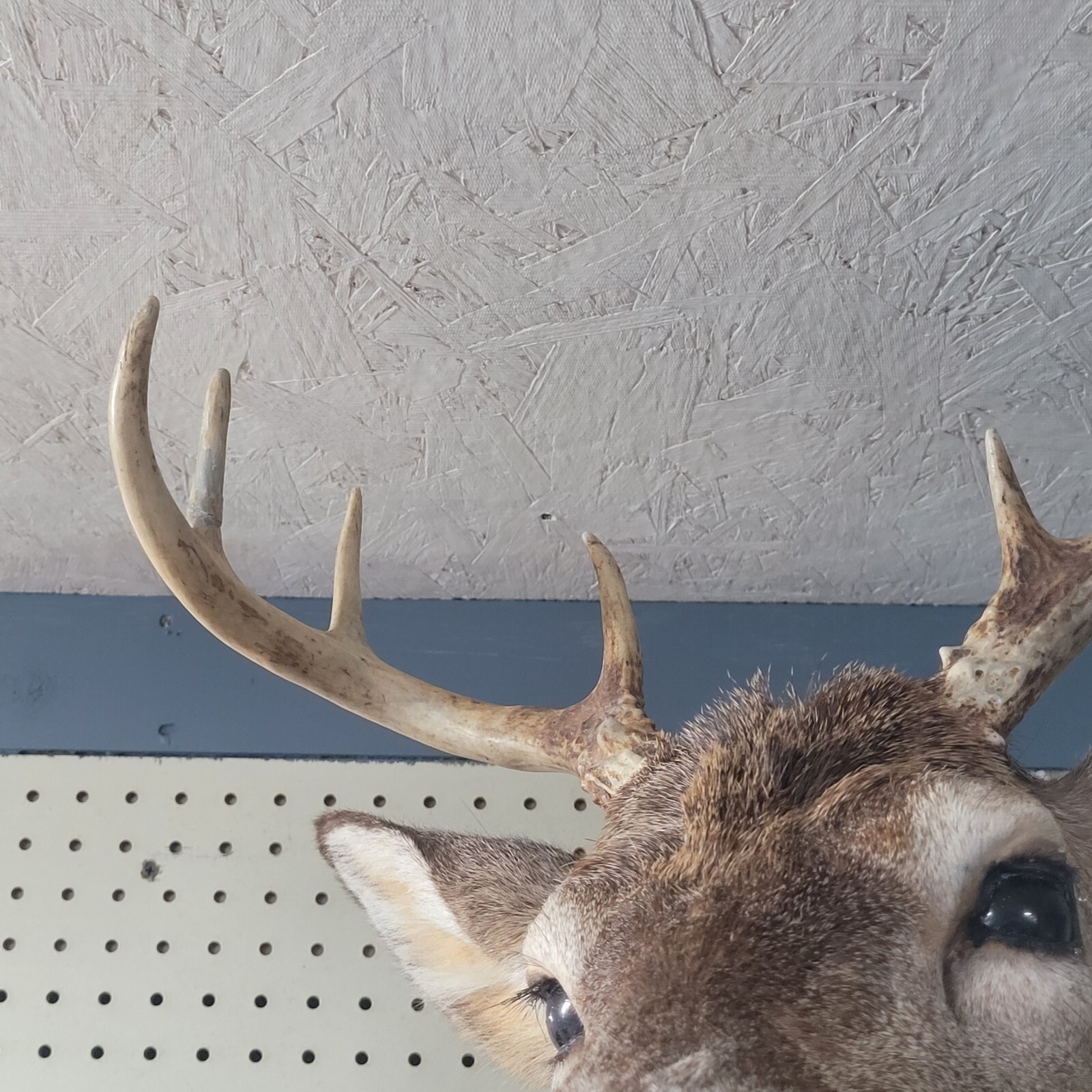 8 Point Buck Whitetail Deer Shoulder Mount | eBay