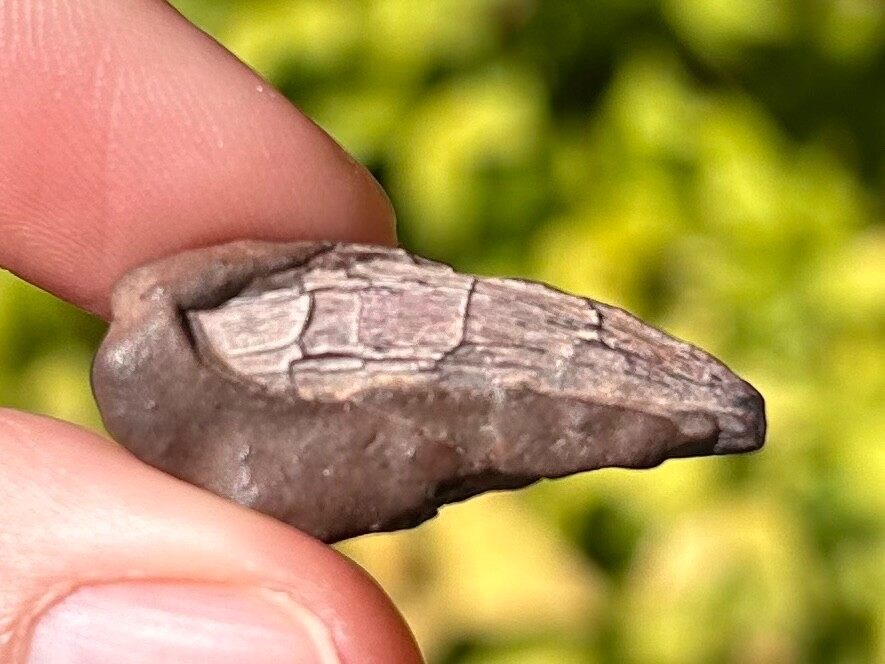 Worn Theropod Dinosaur Claw Fossil from Niger Dino Bones Eocarcharia ...