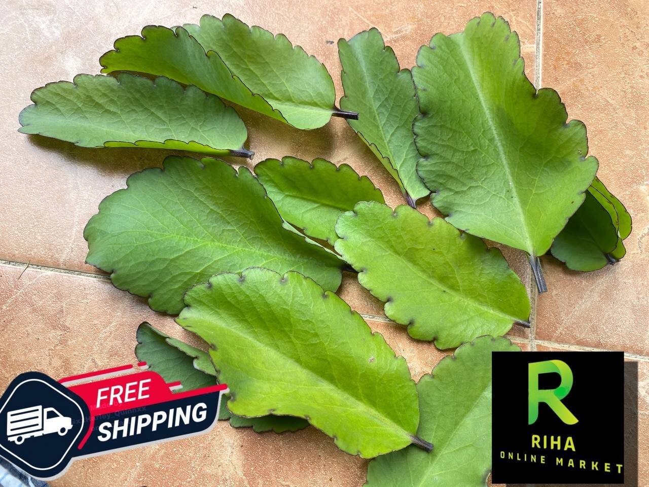 Fresh For Planting Leaves-Miracle Leaf (Bryophyllum pinnatum) Leaf of ...
