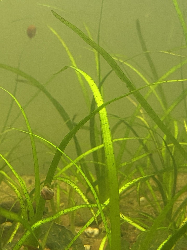 RARE Tiger Vallisneria Leopard - 6 plants USA GROWN VIBRANT EASY VAL | eBay