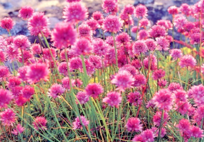 30 X PINK BILLY BUTTONS SEEDS-PINK FLOWERS-SMALL NATIVE BUSH TUCKER ...