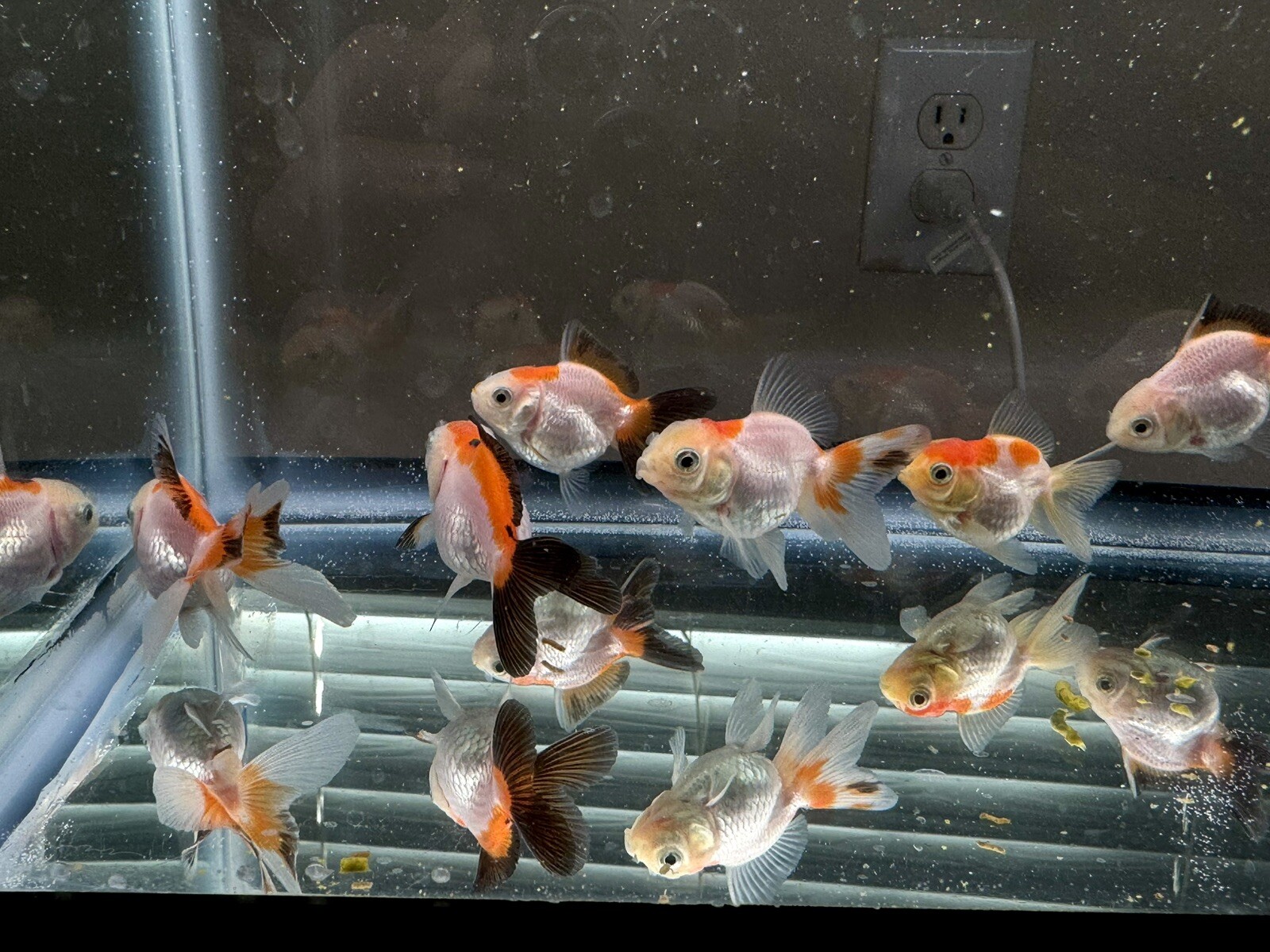 Pack Of 3 - High Grade Baby Orandas 2-2.5” Randomly Selected (Read ...