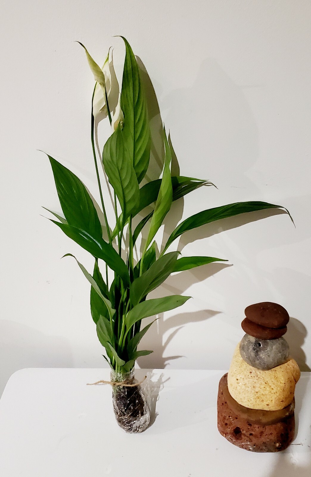 Peace lily Air purify Indoor House plant Unpotted | eBay UK