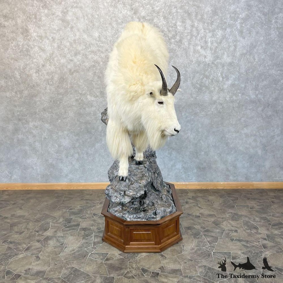 #28481 EL | Mountain Goat Life-Size Taxidermy Mount For Sale | eBay