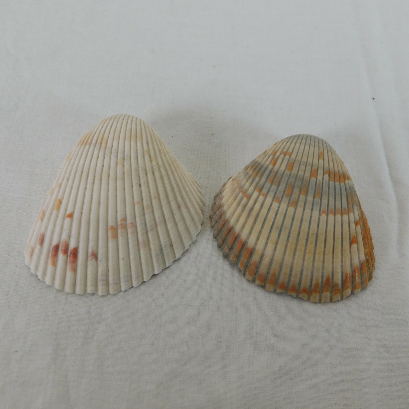 Lot of 10 Cockle Shells Ocean Beach Decor Aquarium Craft Ocean Sea ...