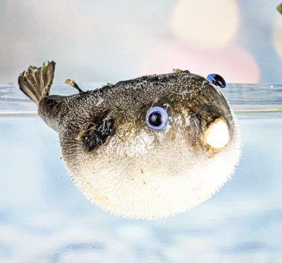 Parrot Puffer fish 3 3/4" specimen Taxidermy oddity collectible ...