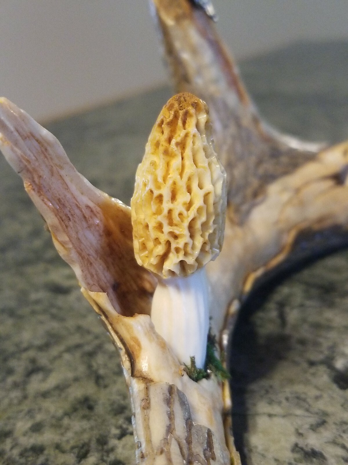Hand carved Deer Antler Morel Mushroom / Rotting log Shed Carving Folk ...