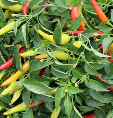 Chili Red Hybrid Pepper Easy Hot Its Fruit Is Edible Colorful Clusters ...