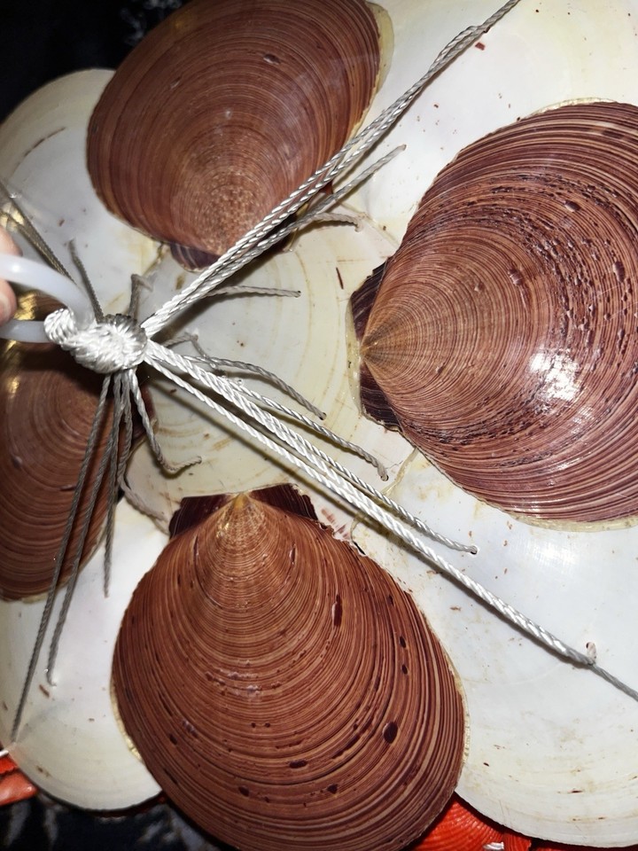 Shell Mobile | eBay UK