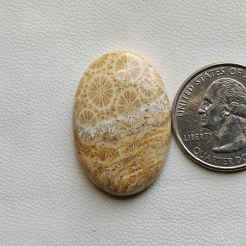 Designer Fossil Coral Cabochon 100% Natural Brown Fossil Coral Gemstone ...