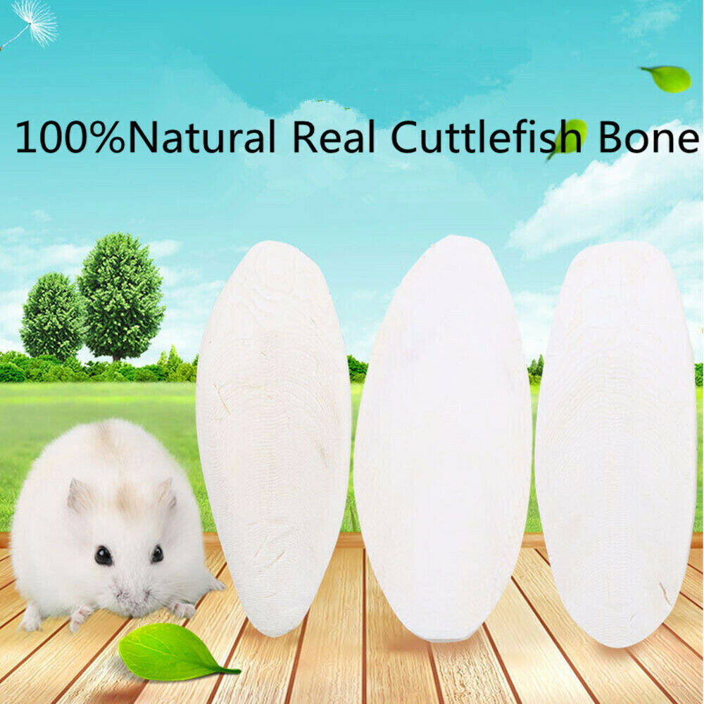 10/20PC Cuttlebone Cuttlefish Bone Sepia Cuttle Fish Pet Bird Food ...