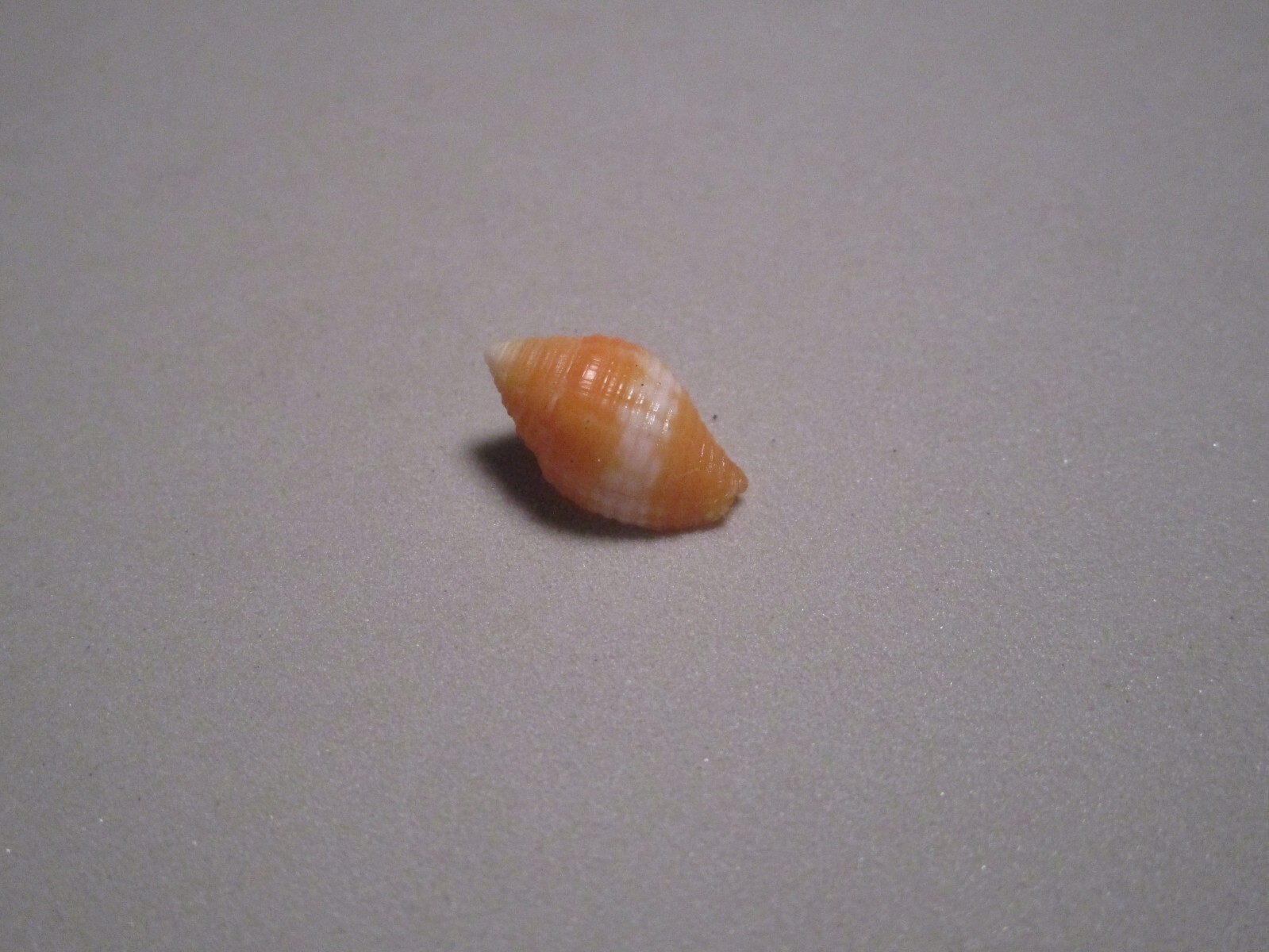 Mitra (Pseudonebularia) cucumerina (Lamarck,1811) "SOLOMON ISLANDS" (15 ...