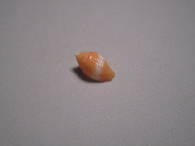 Mitra (Pseudonebularia) cucumerina (Lamarck,1811) "SOLOMON ISLANDS" (15 ...