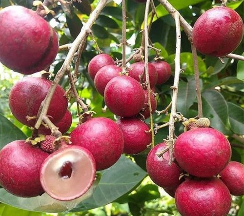 Grafteds Dwarf Red Longan fruit trees quickly to fruit bear | eBay