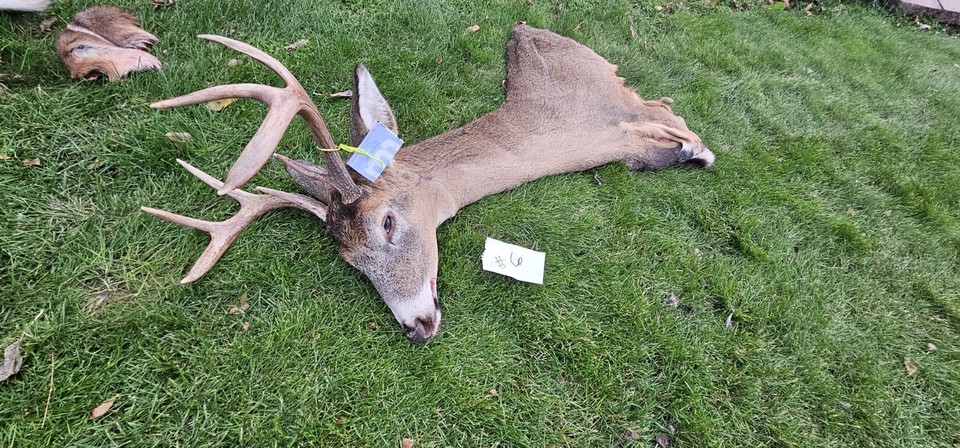 WHITETAIL DEER CAPE 24" Y- cut!! taxidermy hide mount capes fur antlers ...