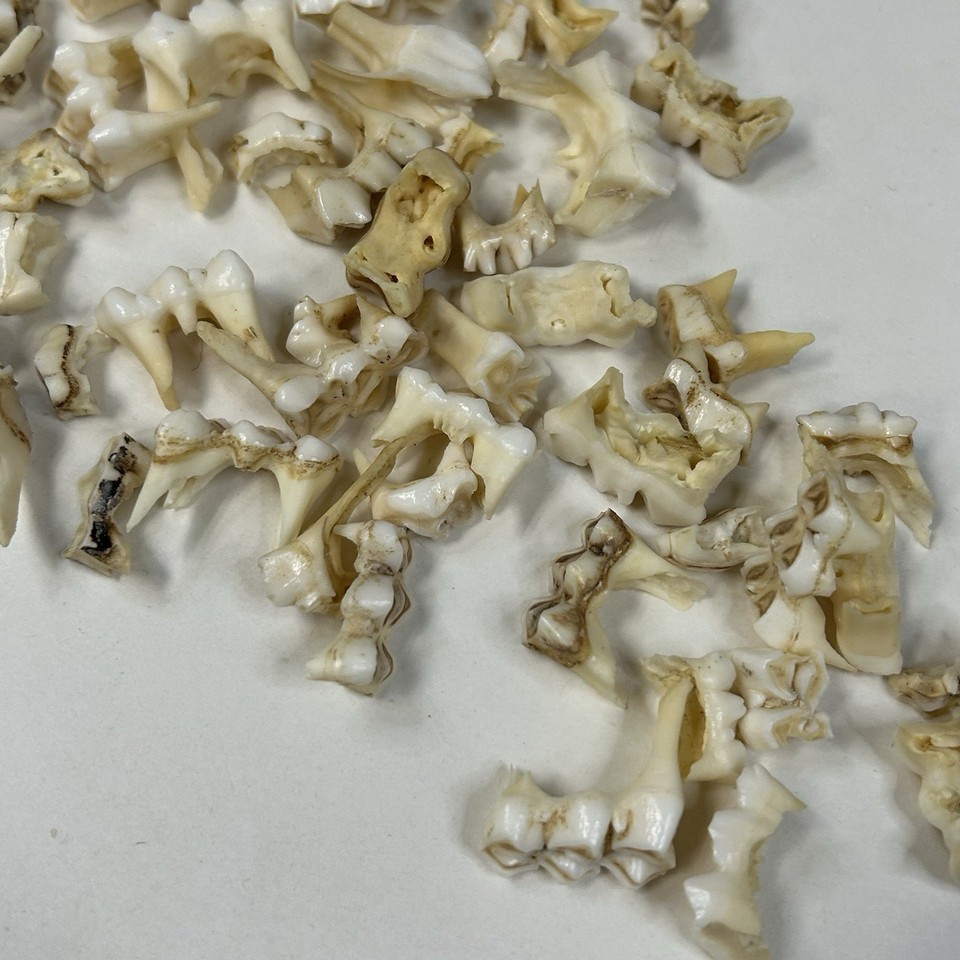 Large Lot Damaged Whitetail Deer Molars Teeth Real Cleaned Taxidermy ...