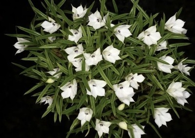 Orchid Species Dendrobium subuliferum (Seedling) | eBay