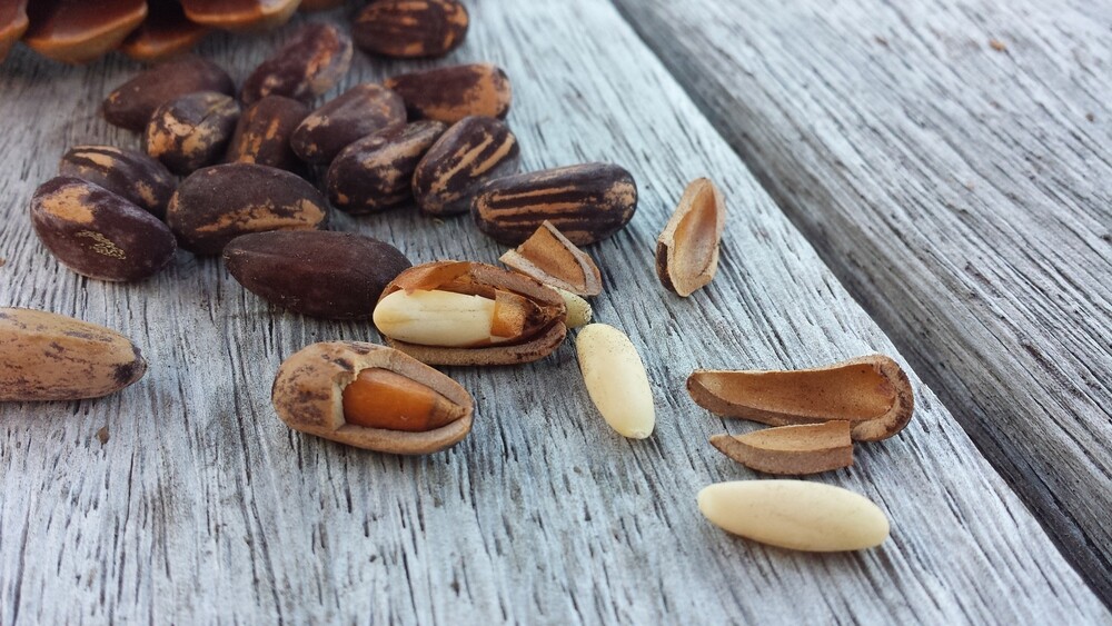 Stone Pine Nuts