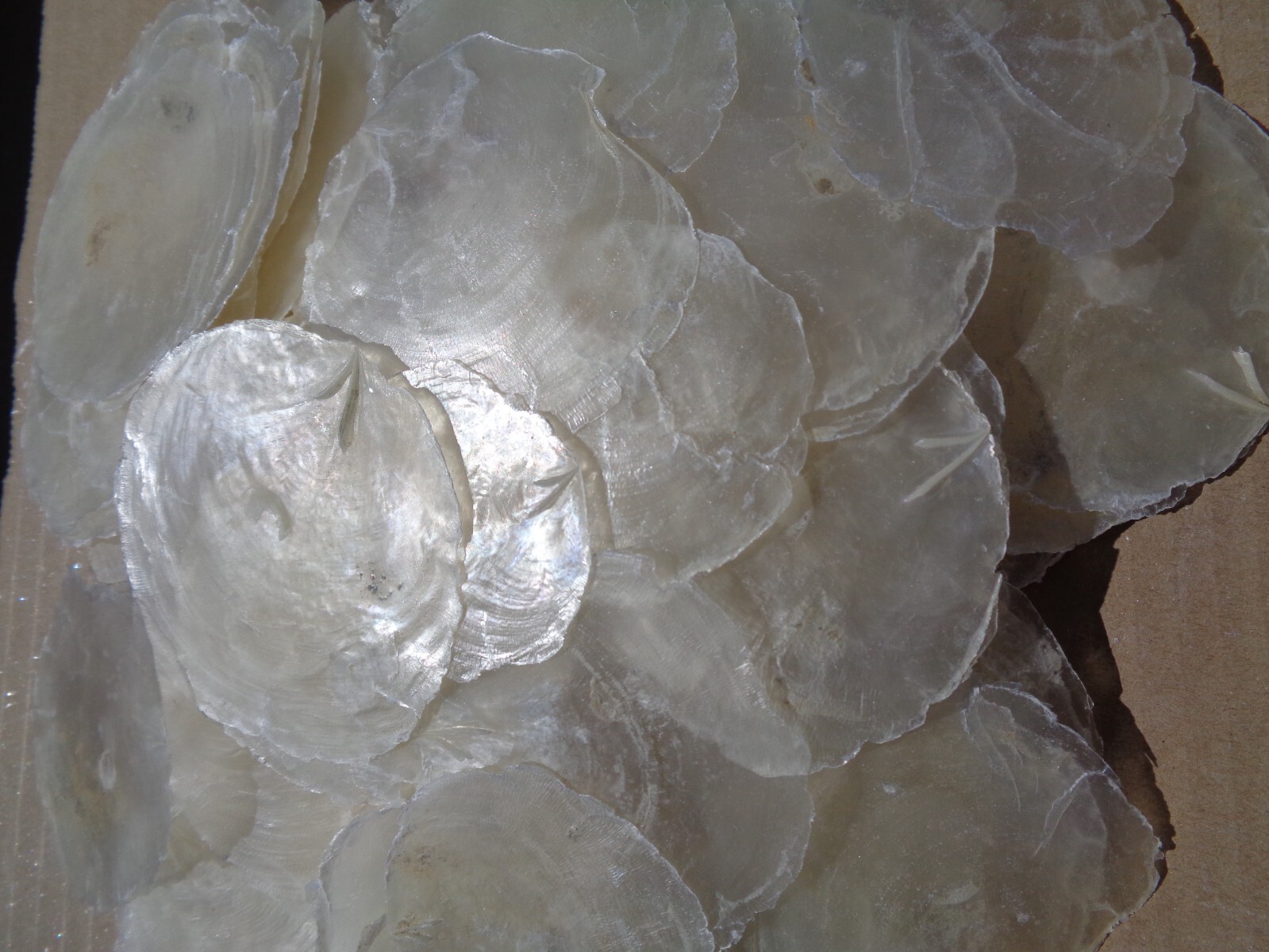 50 X SMALL CAPIZ SHELLS 5 - 7 CM DIA NATURAL PLACUNA WINDOW PANE OYSTER ...