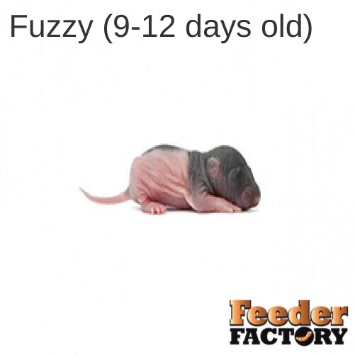 Frozen Feeder Rats - SAVE ON SHIPPING WITH MULTIPLE PACKS! - 9 ...